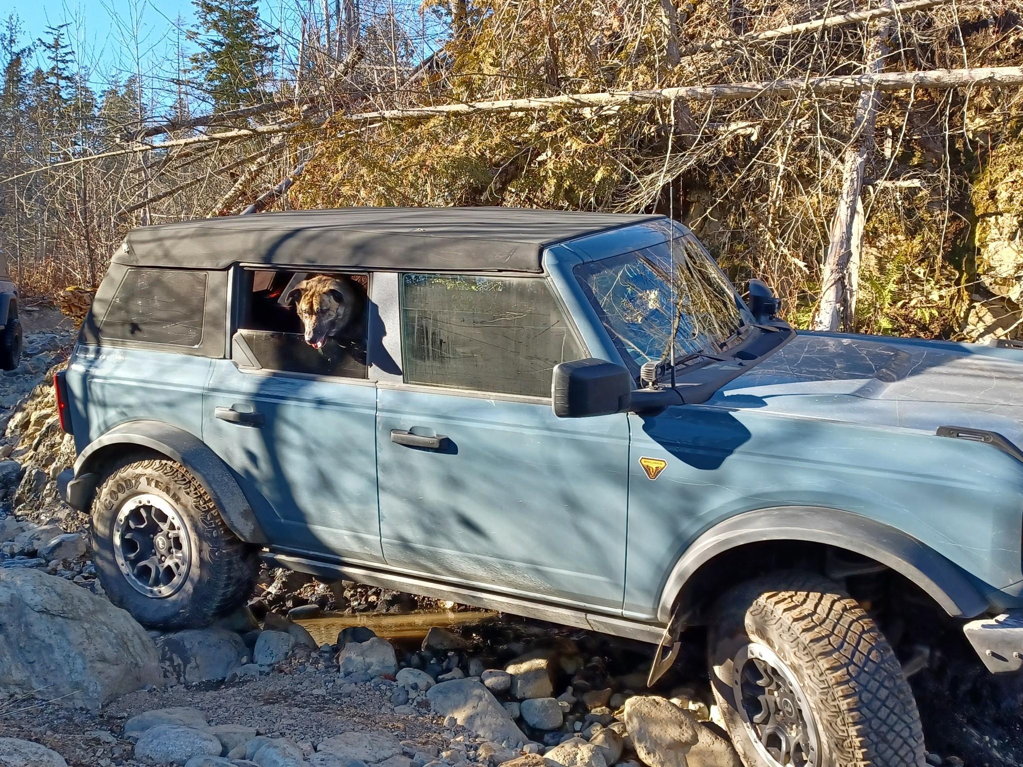 🐾 Show Us Your Dog + Bronco Photos! | Page 43 | Bronco6G - 2021+ Ford ...