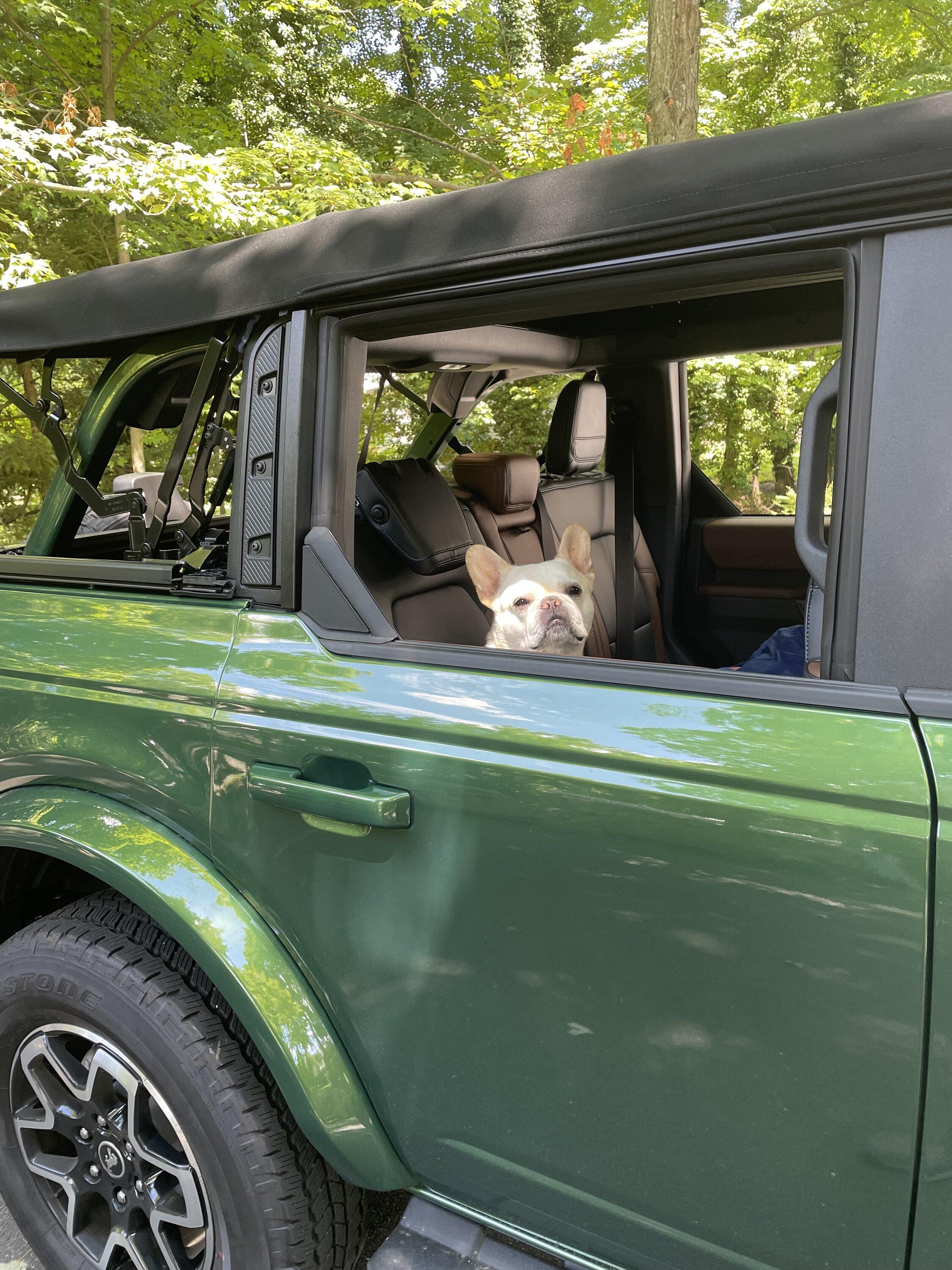 🐾 Show Us Your Dog + Bronco Photos! | Page 2 | Bronco6G - 2021+ Ford ...