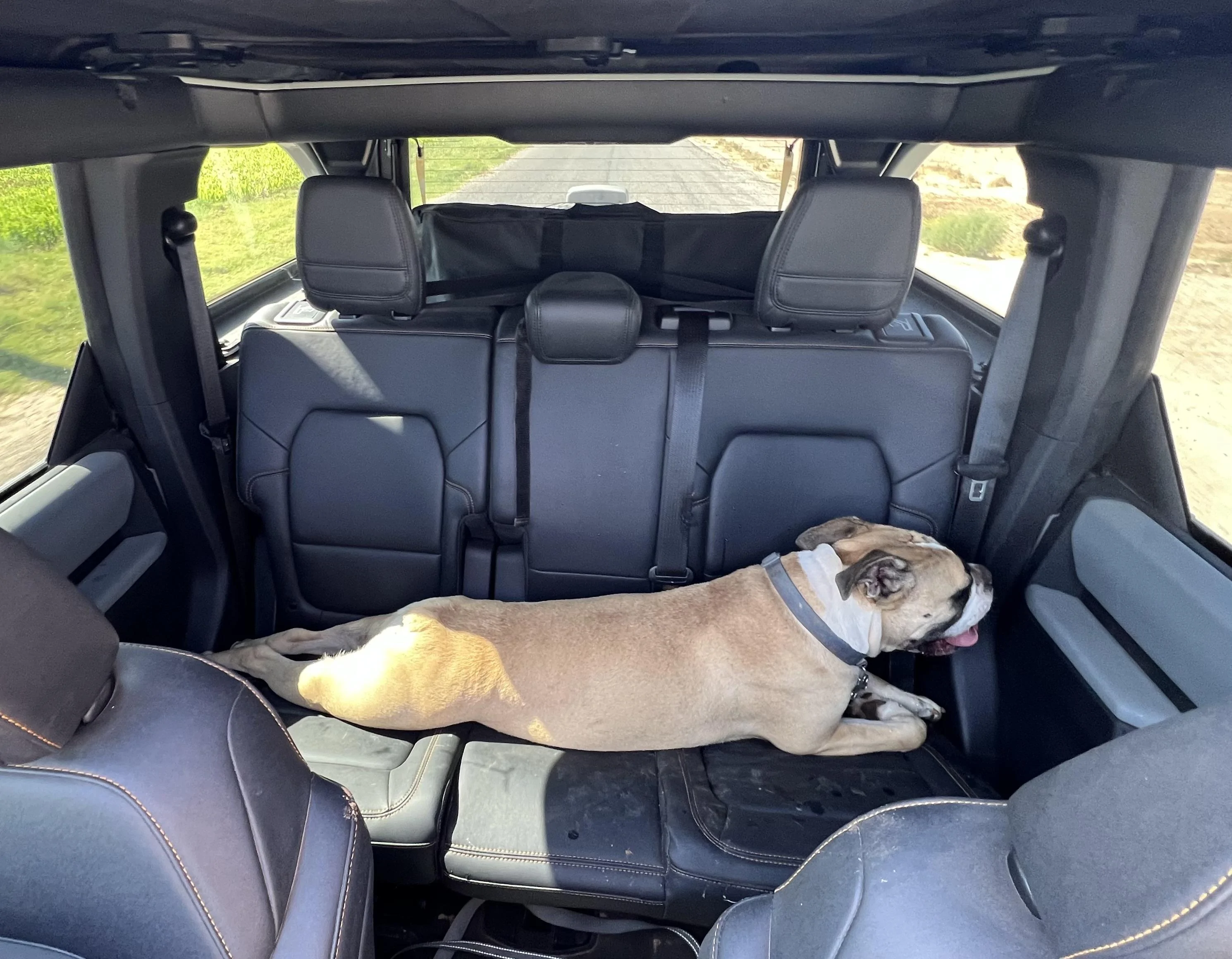 🐾 Show Us Your Dog + Bronco Photos! | Page 24 | Bronco6G - 2021+ Ford ...