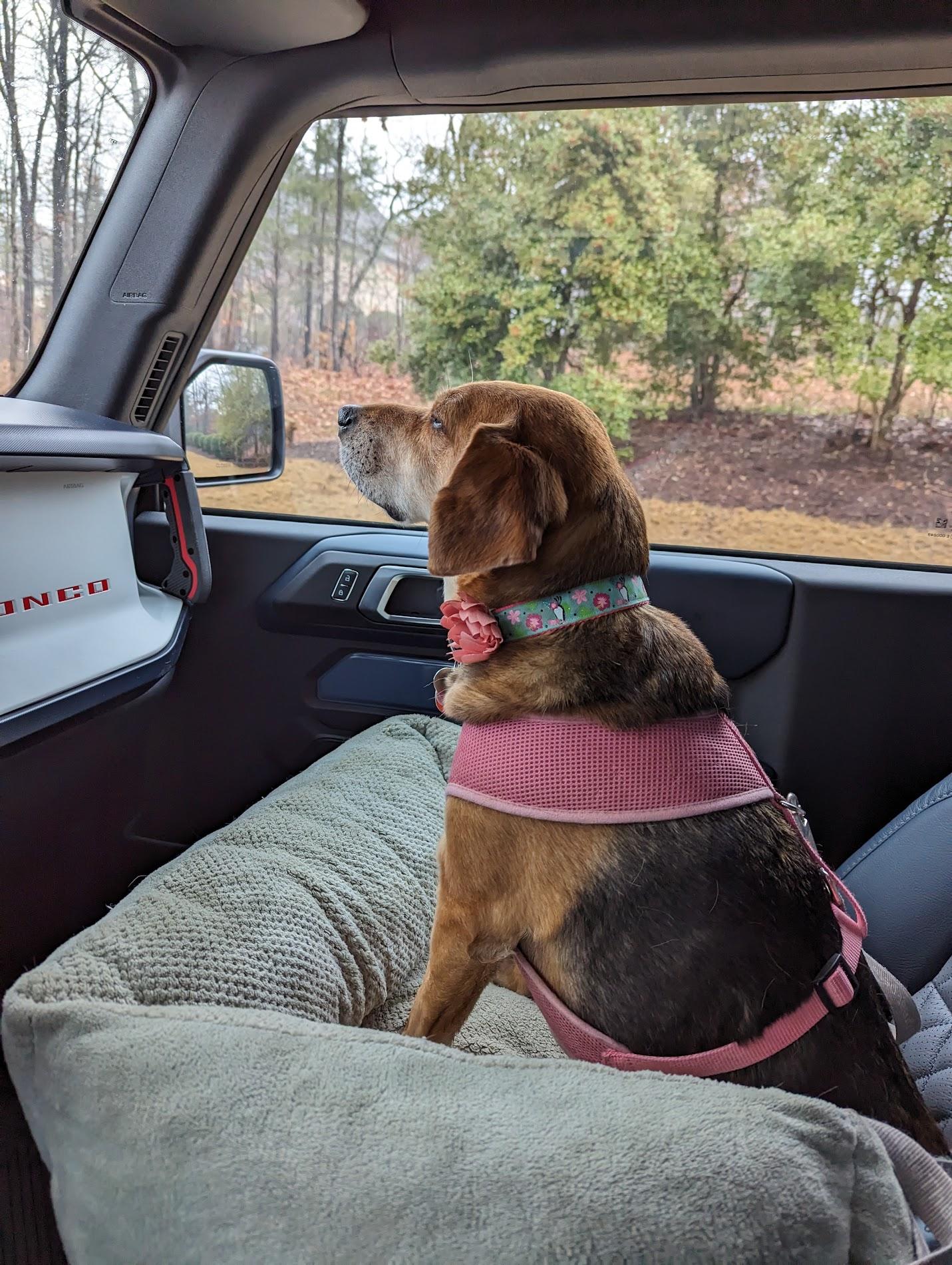 How are other dog owners doing with their 2-door Bronco? | Page 4 ...