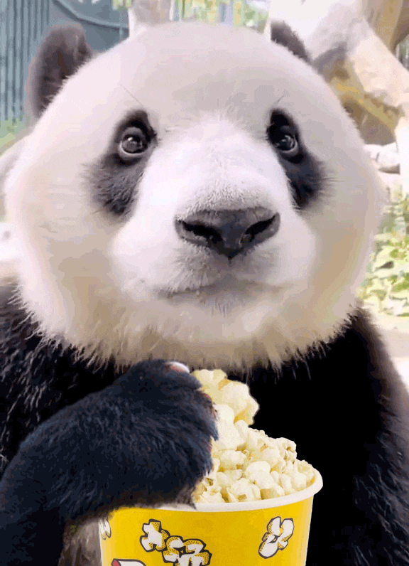 Popcorn Forum Gif