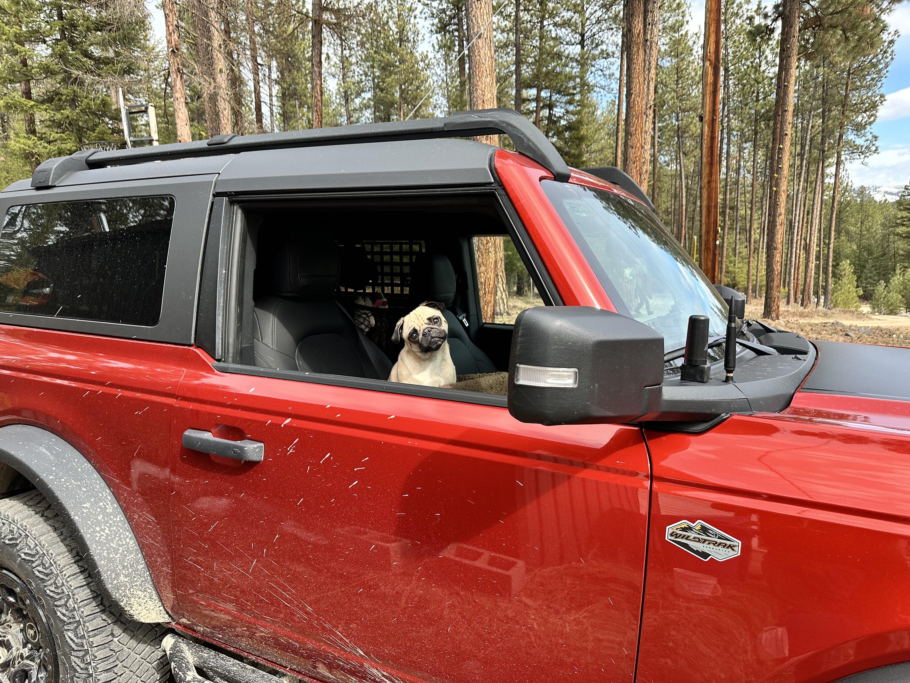 🐾 Show Us Your Dog + Bronco Photos! | Page 30 | Bronco6G - 2021+ Ford ...