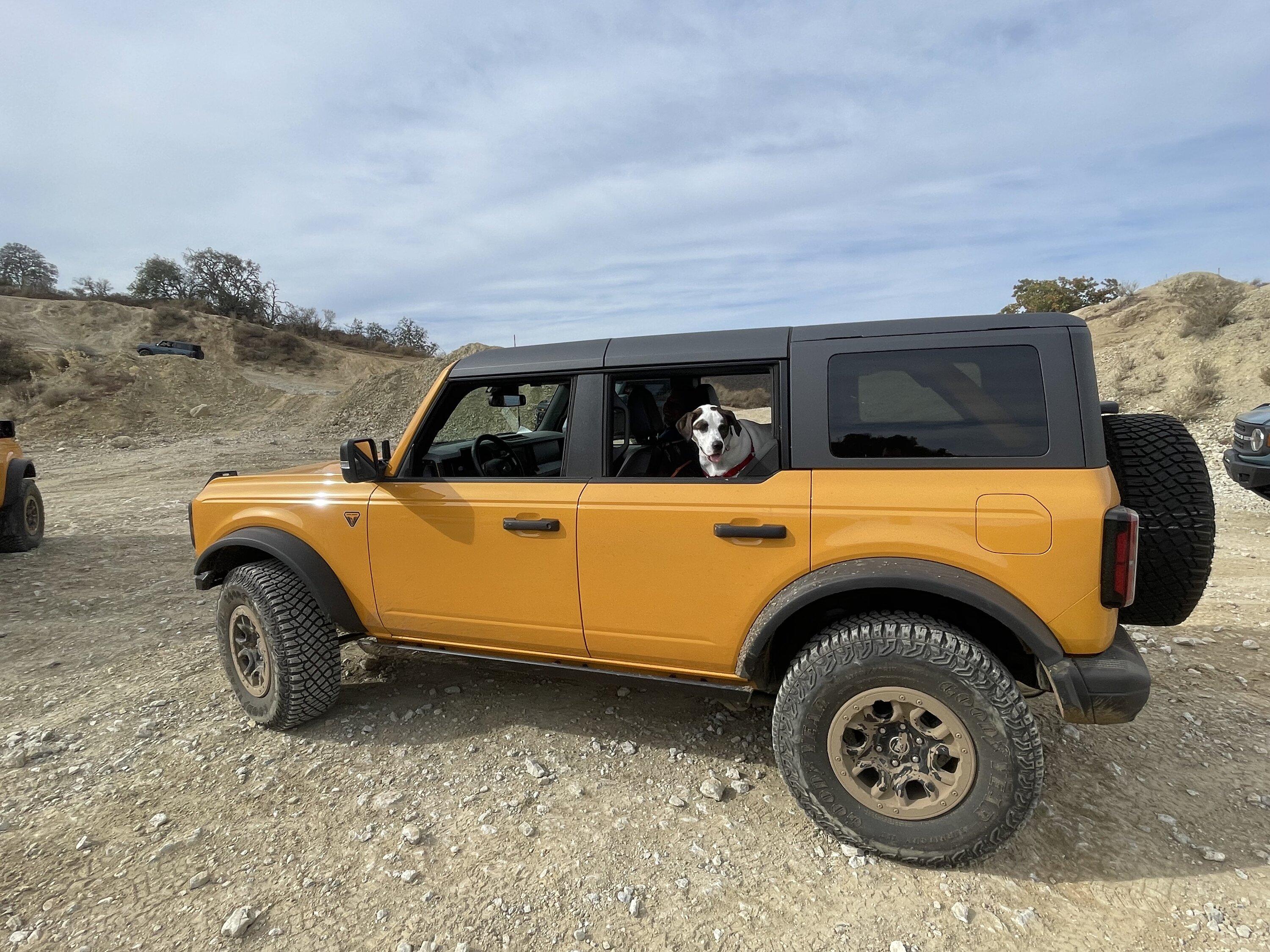 🐾 Show Us Your Dog + Bronco Photos! | Page 22 | Bronco6G - 2021+ Ford ...