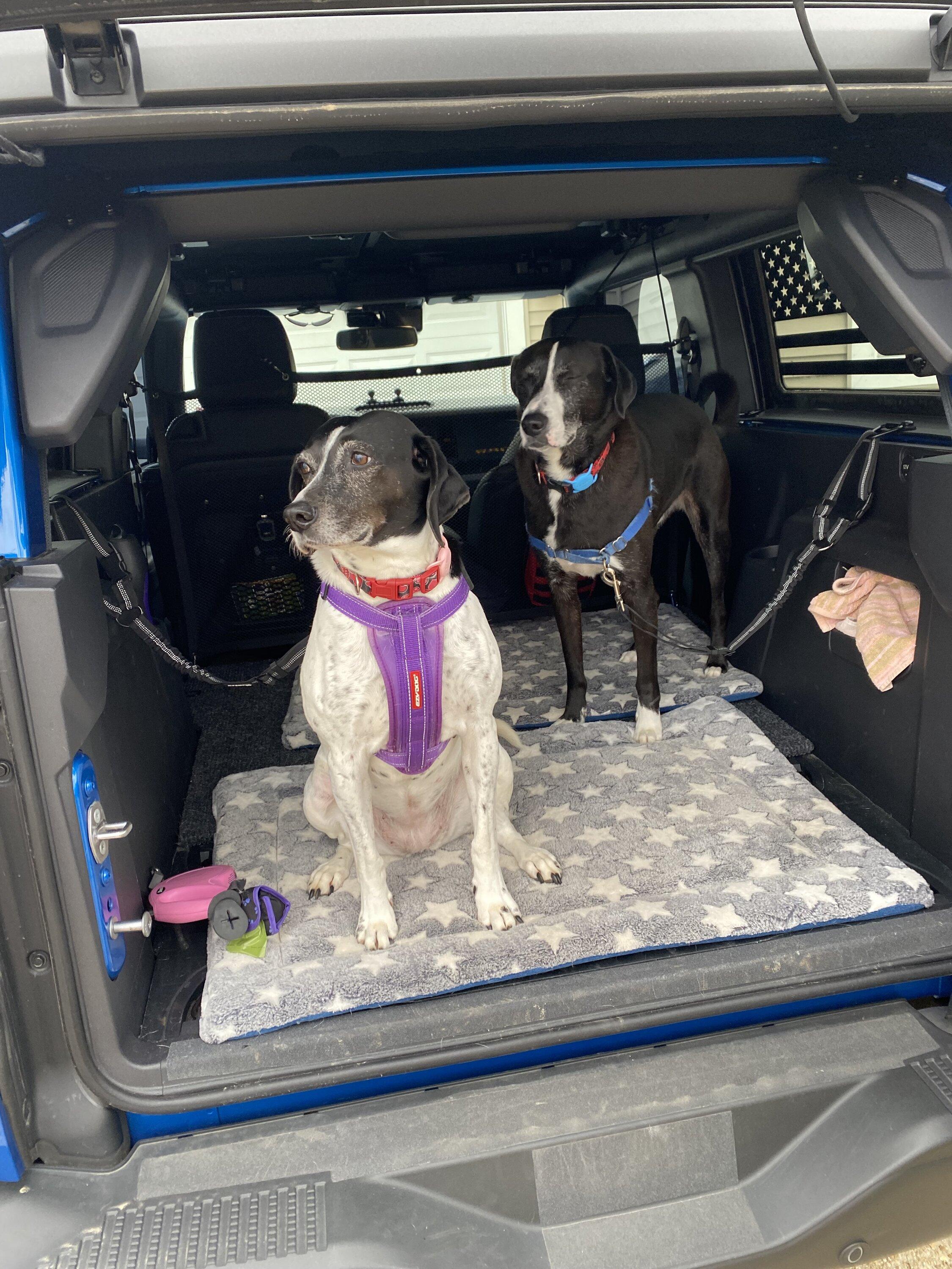 🐾 Show Us Your Dog + Bronco Photos! | Page 28 | Bronco6G - 2021+ Ford ...