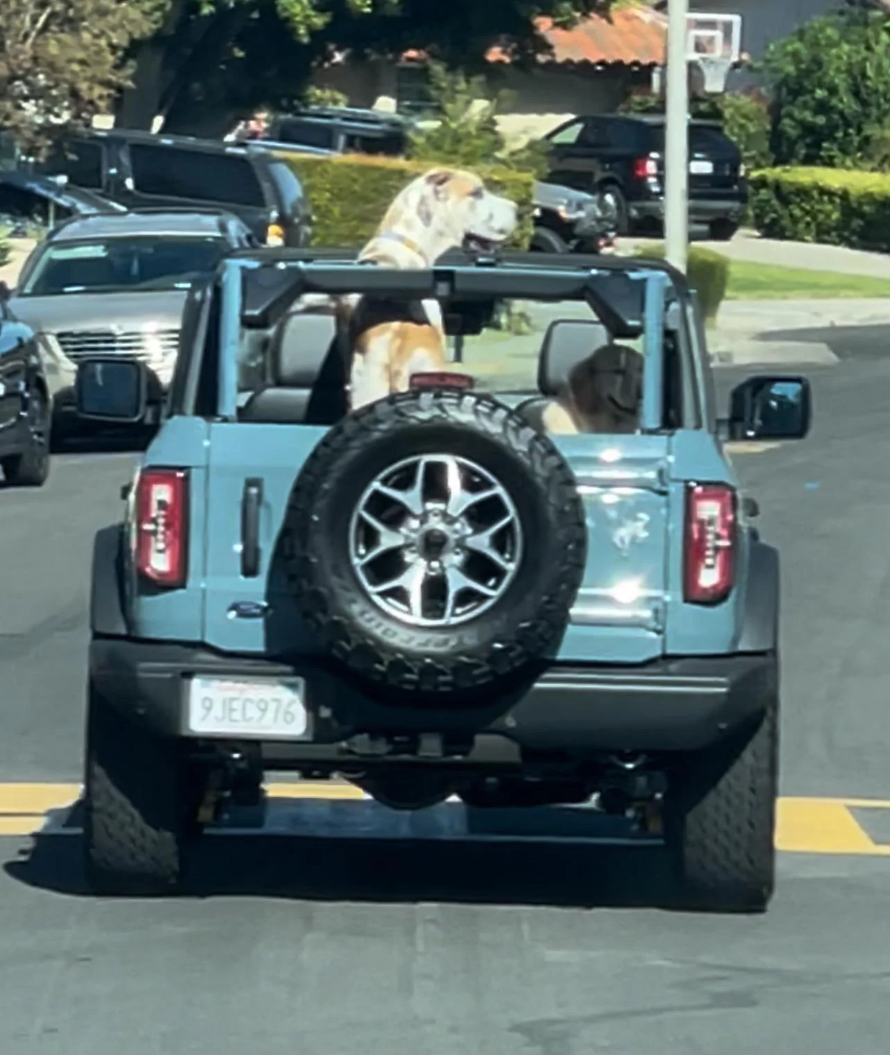 🐾 Show Us Your Dog + Bronco Photos! | Page 45 | Bronco6G - 2021+ Ford ...