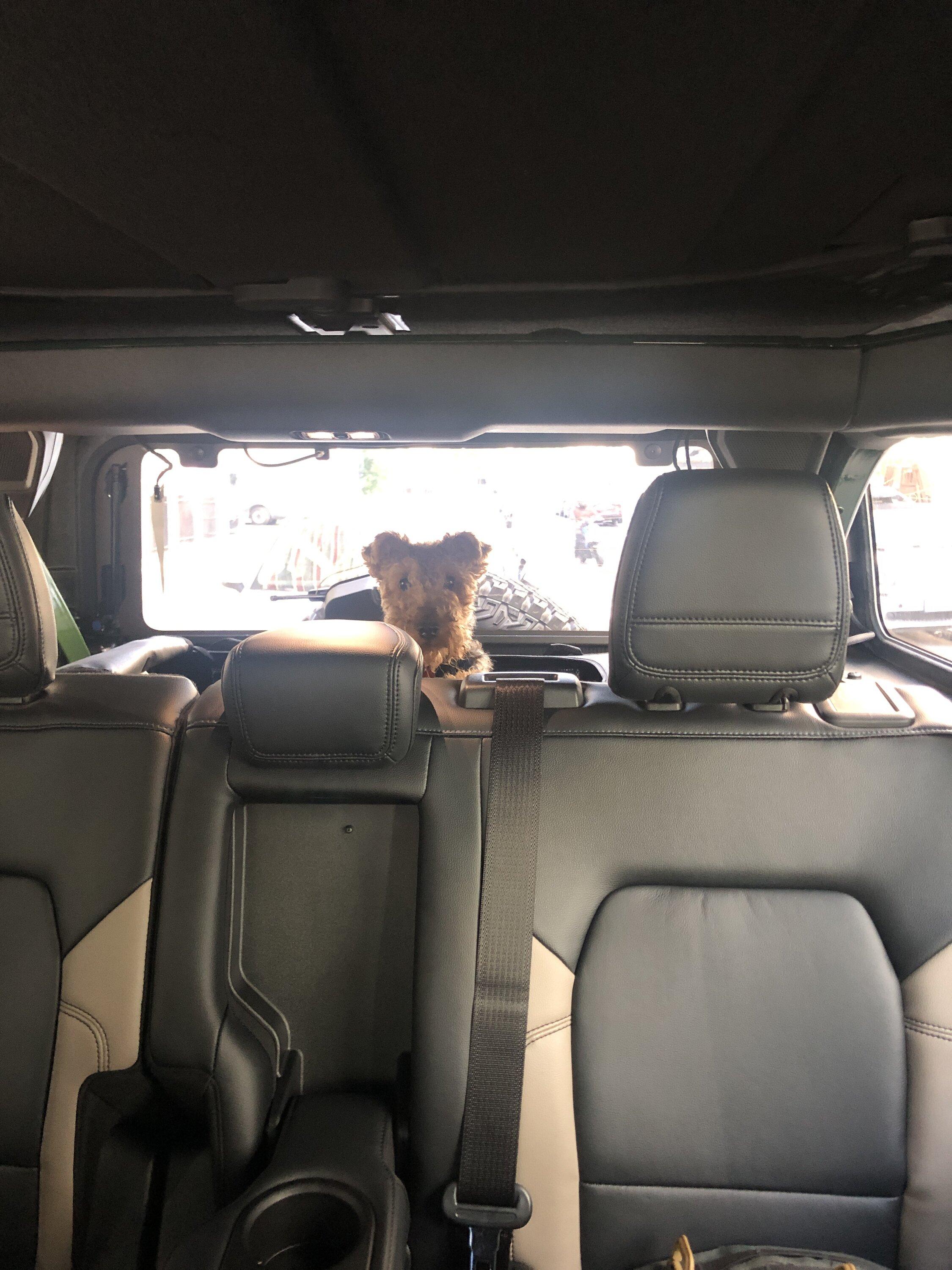 🐾 Show Us Your Dog + Bronco Photos! | Page 10 | Bronco6G - 2021+ Ford ...