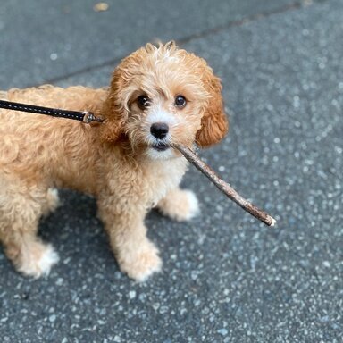 More fun with colors on 2-door Bronco | Bronco6G - 2021+ Ford Bronco ...