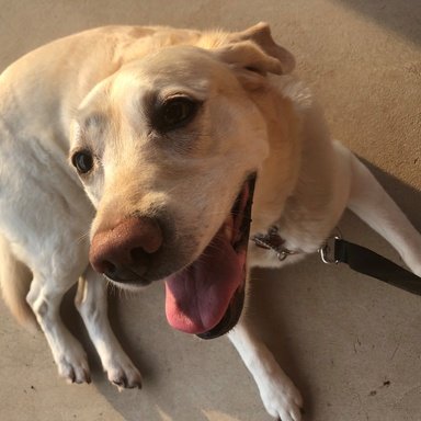 Visual estimate of 2021 Bronco wheelbase and size (112 inch wheelbase ...