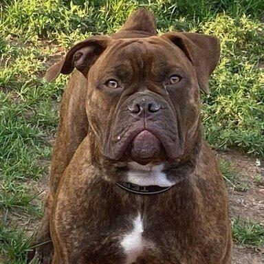 Baja Boss MT vs Baja Legend MTZ | Bronco6G - 2021+ Ford Bronco & Bronco ...