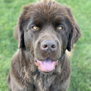 Dana M190 AdvanTEK Front Differential Problems (non-SAS) - Clicking ...