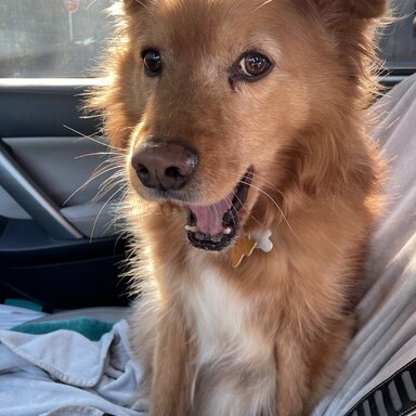 Oracle Grill Letters | Bronco6G - 2021+ Ford Bronco & Bronco Raptor ...