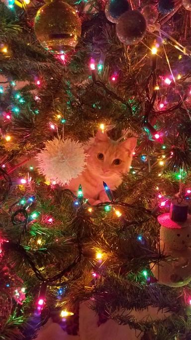 Beachin 74 | Bronco6G - 2021+ Ford Bronco & Bronco Raptor Forum, News ...