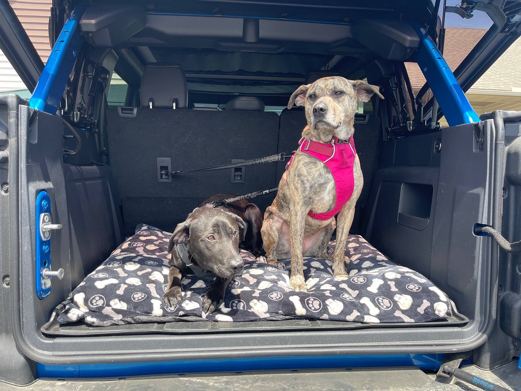 What are we doing for our pets? Show your setup | Bronco6G - 2021+ Ford ...